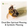 Dead Bee Spiritual Meaning & Symbolic Meaning